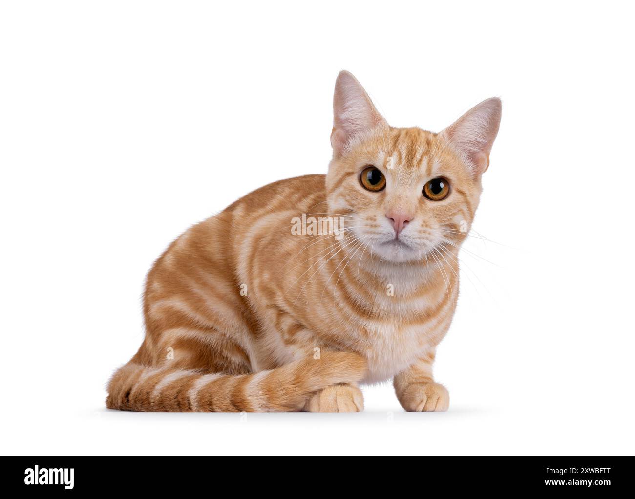 Handsome purebred European Shorthair cat, laying down side ways ...