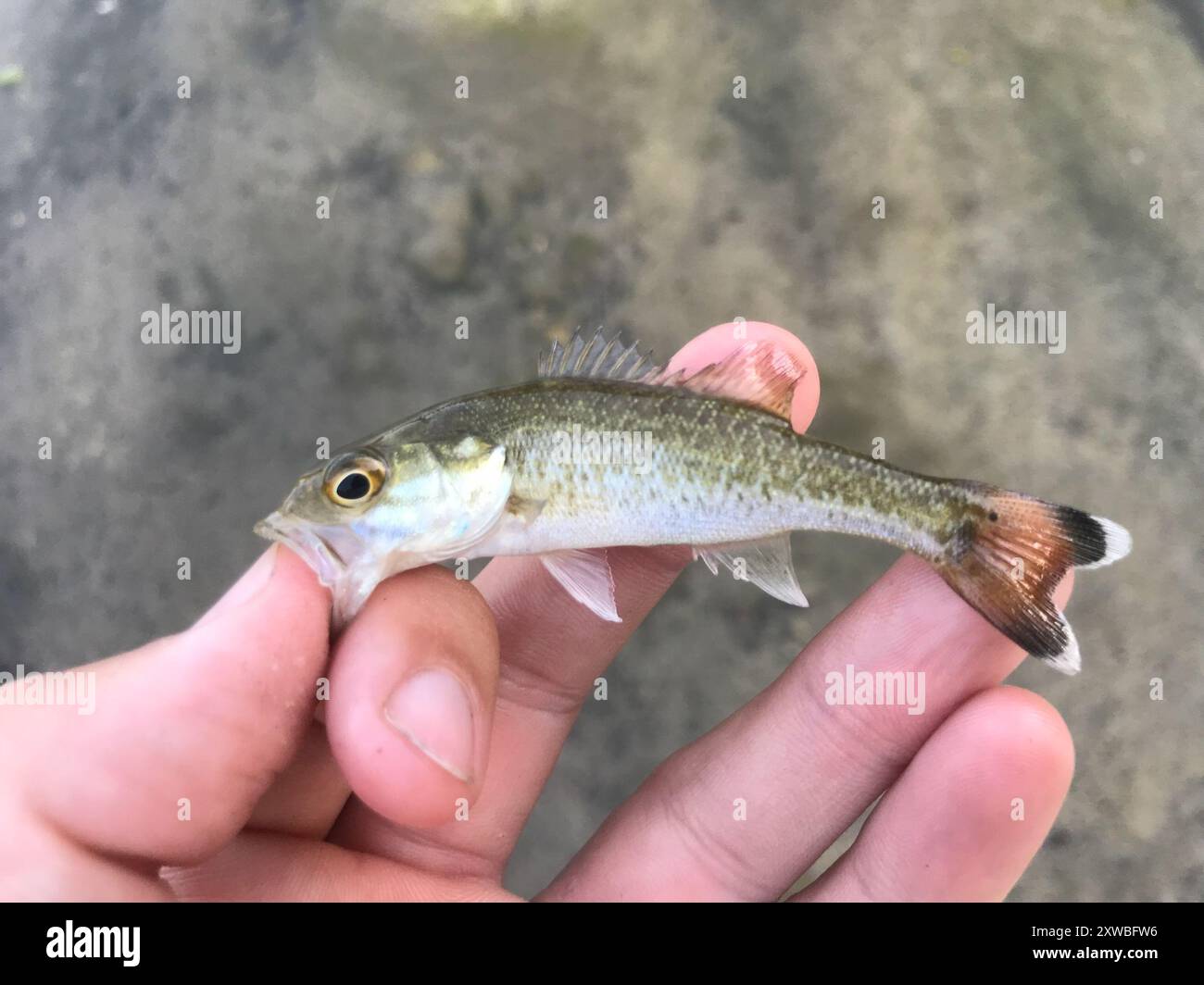 Guadalupe Bass (Micropterus treculii) Actinopterygii Stock Photo - Alamy