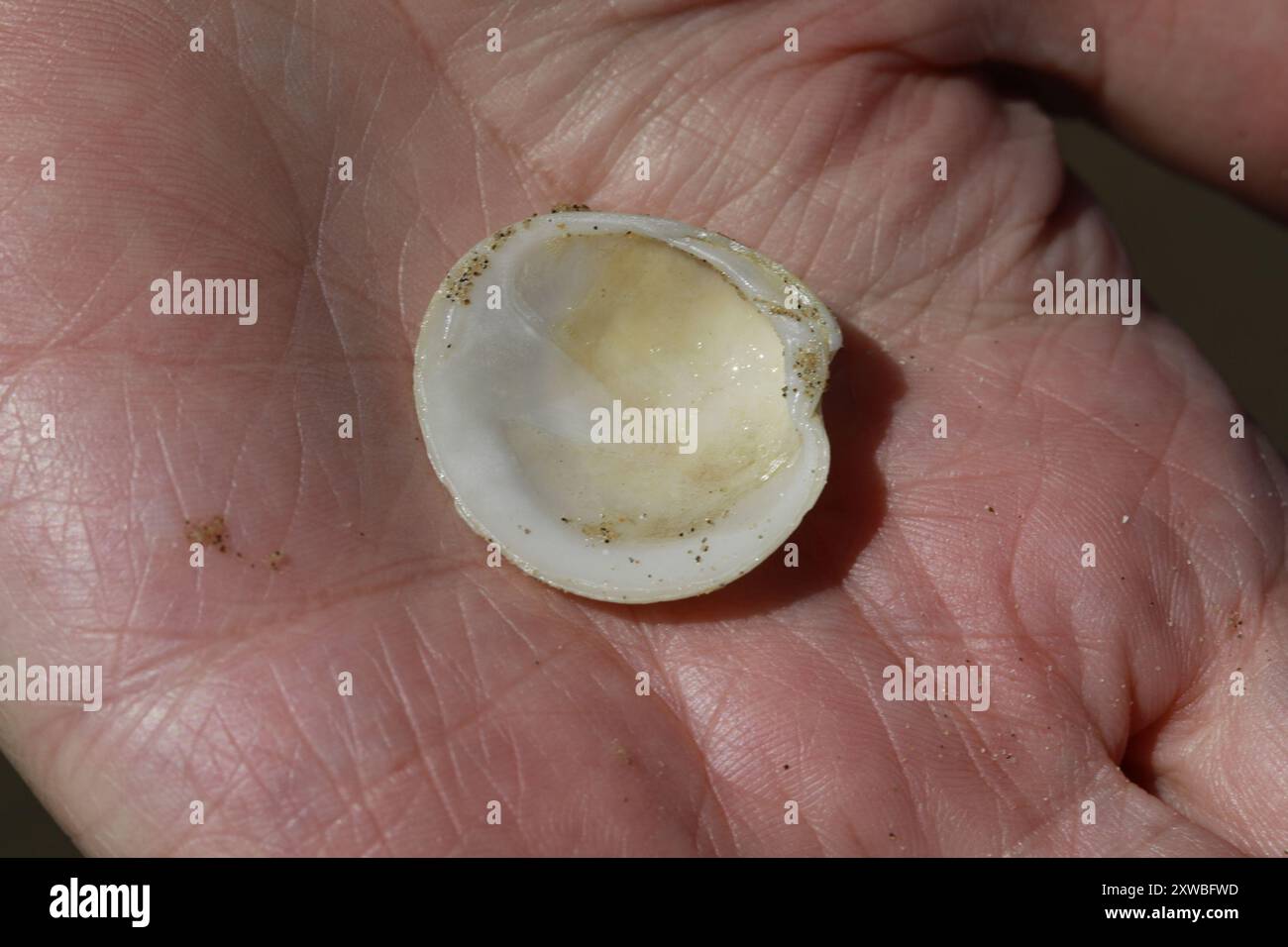 Rayed Artemis (Dosinia exoleta) Mollusca Stock Photo - Alamy