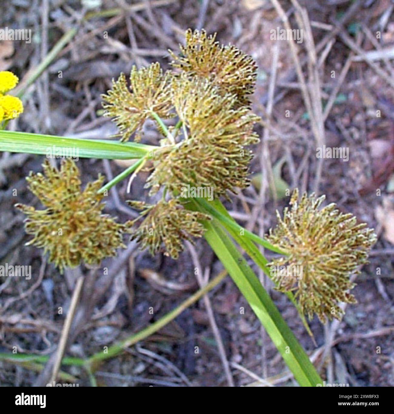 Variable Flatsedge (Cyperus difformis) Plantae Stock Photo - Alamy