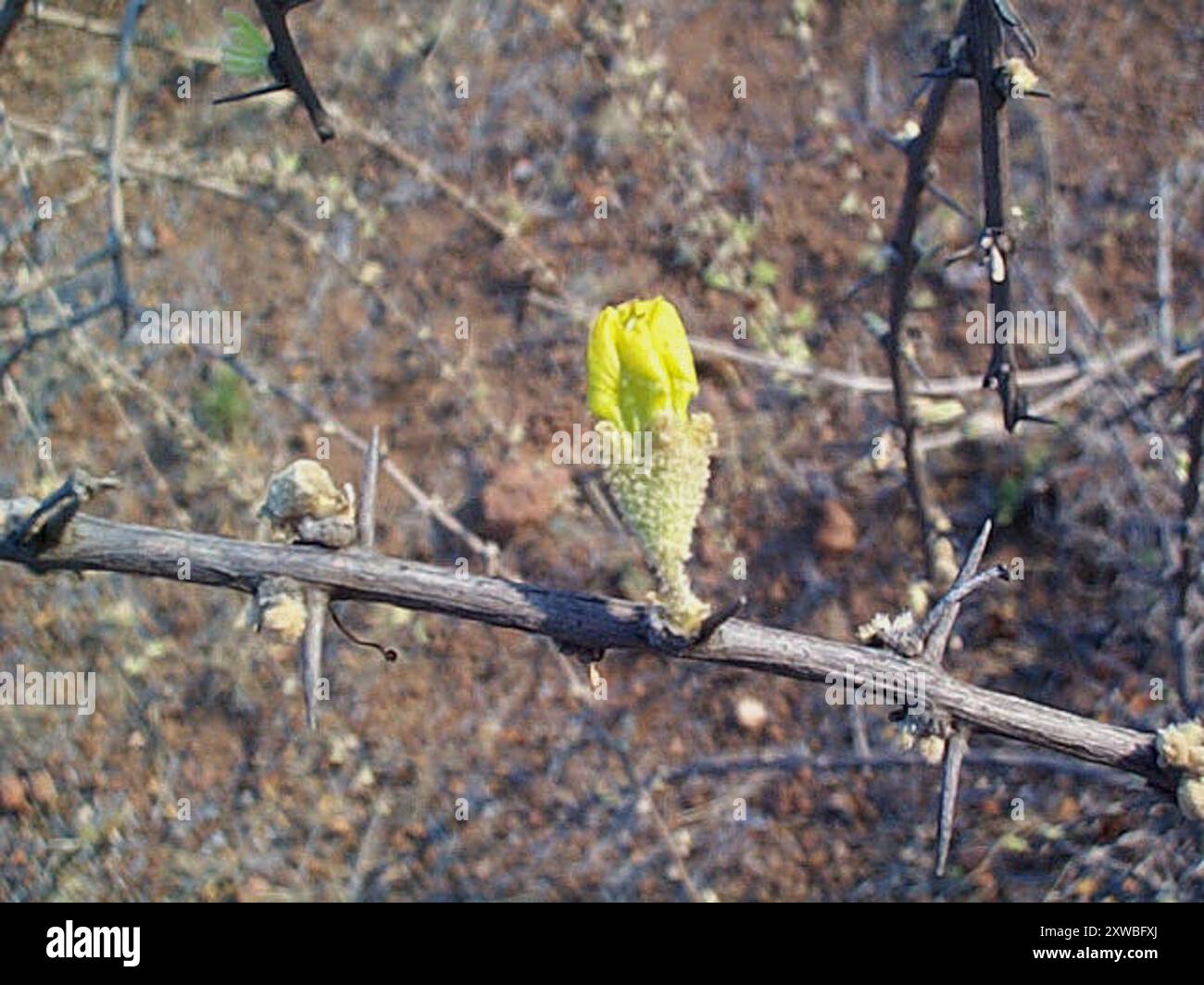 Kalahari Gold (Rhigozum brevispinosum) Plantae Stock Photo - Alamy