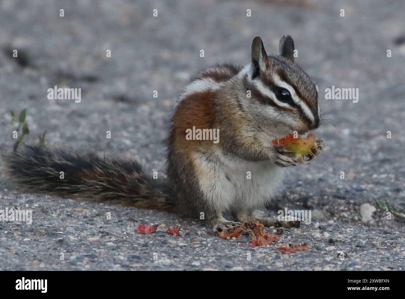 Lodgepole Chipmunk (Neotamias speciosus) Mammalia Stock Photo - Alamy