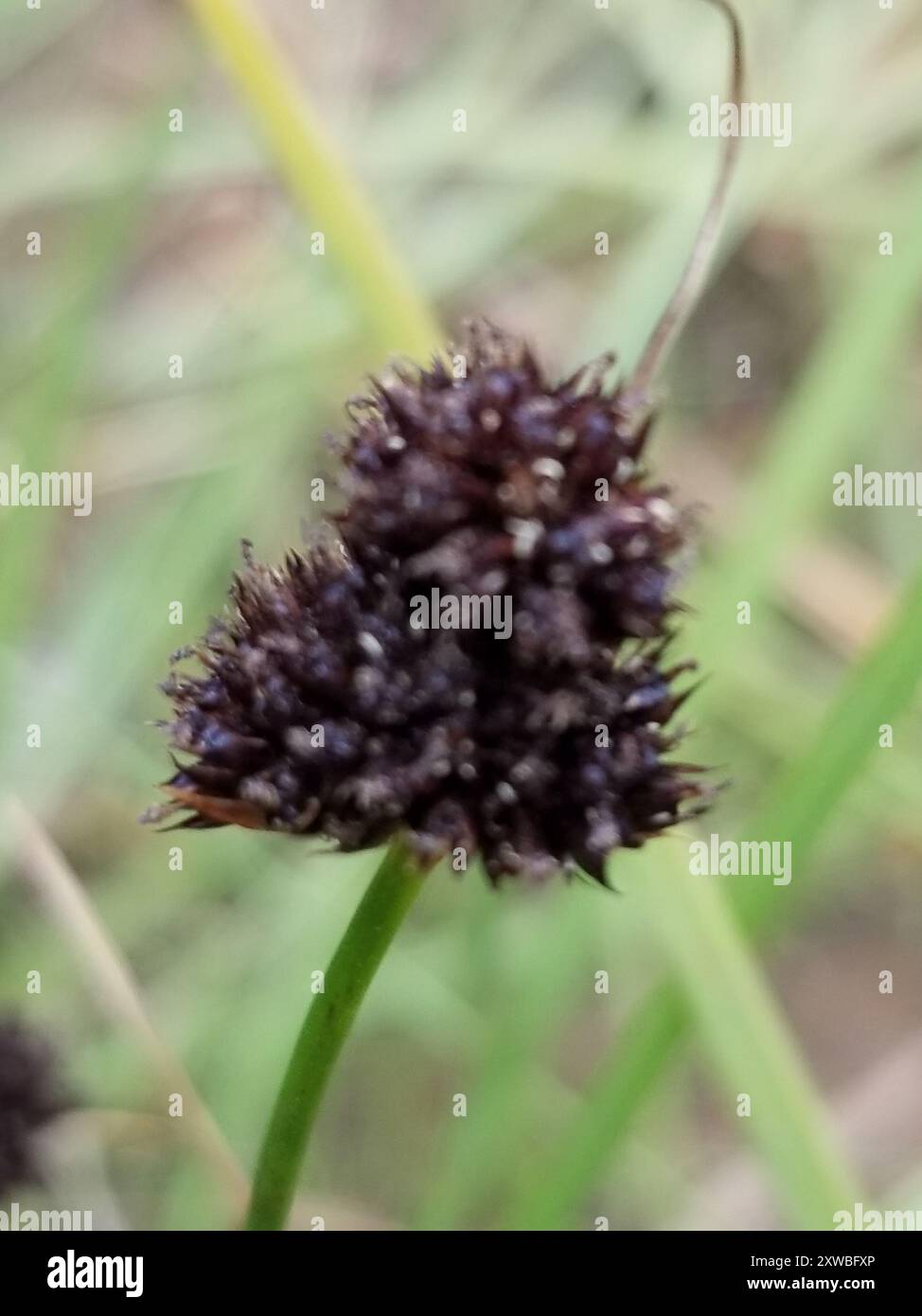 dark green bulrush (Scirpus atrovirens) Plantae Stock Photo - Alamy