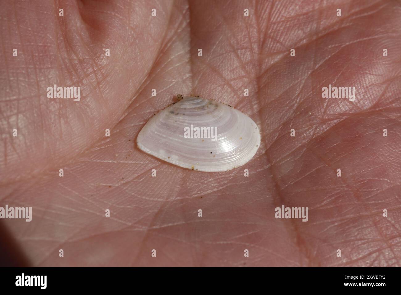 Thin tellin hi-res stock photography and images - Alamy