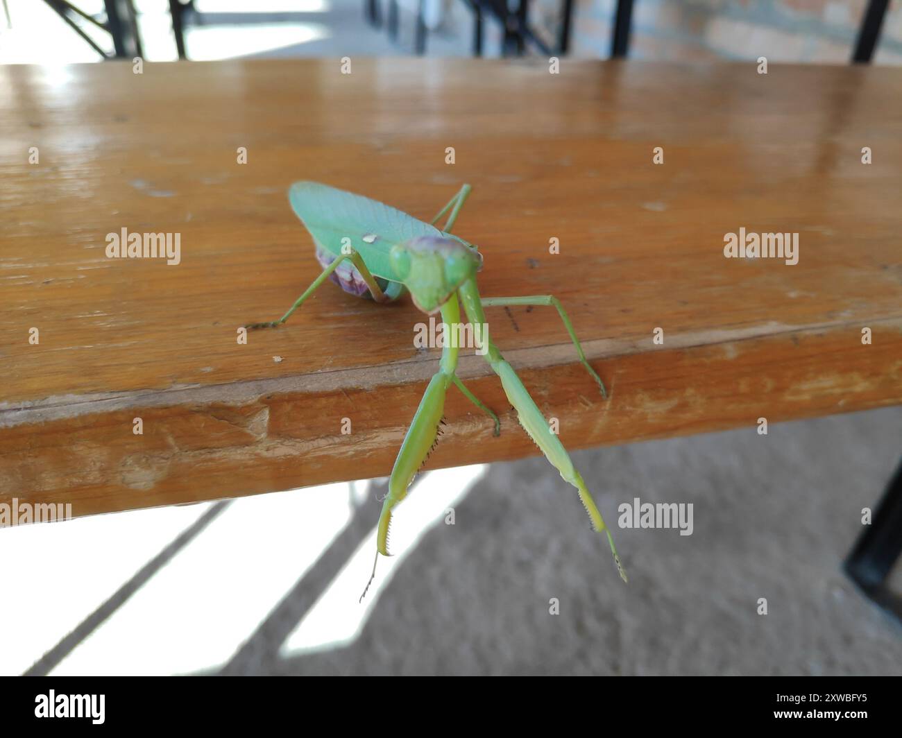 Transcaucasian Giant Mantis (Hierodula transcaucasica) Insecta Stock ...