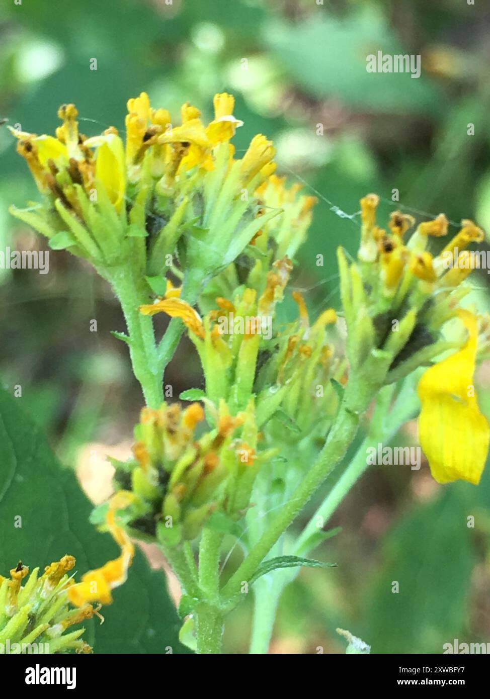 Yellow Crownbeard (Verbesina occidentalis) Plantae Stock Photo - Alamy