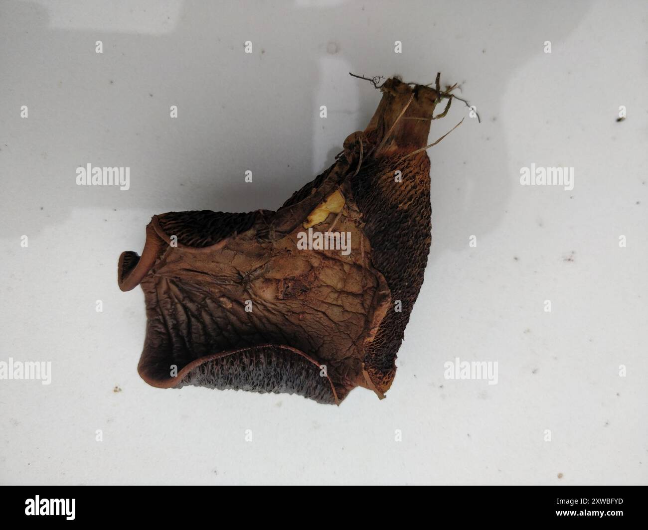 ash-tree bolete (Boletinellus merulioides) Fungi Stock Photo - Alamy