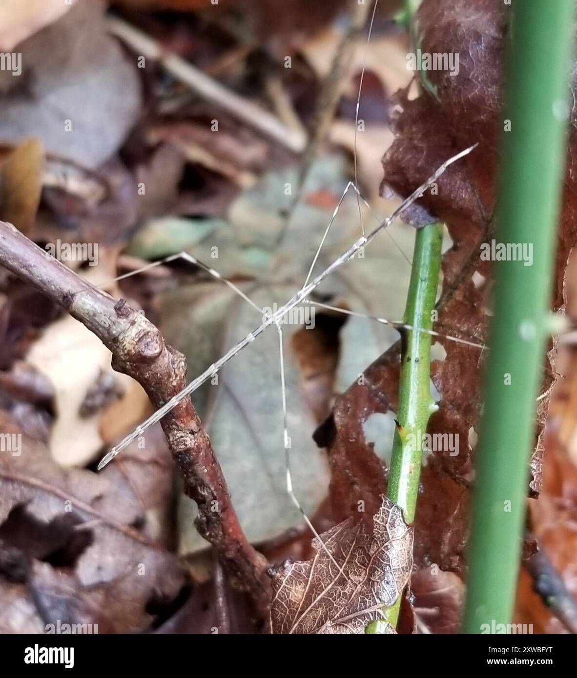 Thread-legged Bugs (Emesinae) Insecta Stock Photo - Alamy