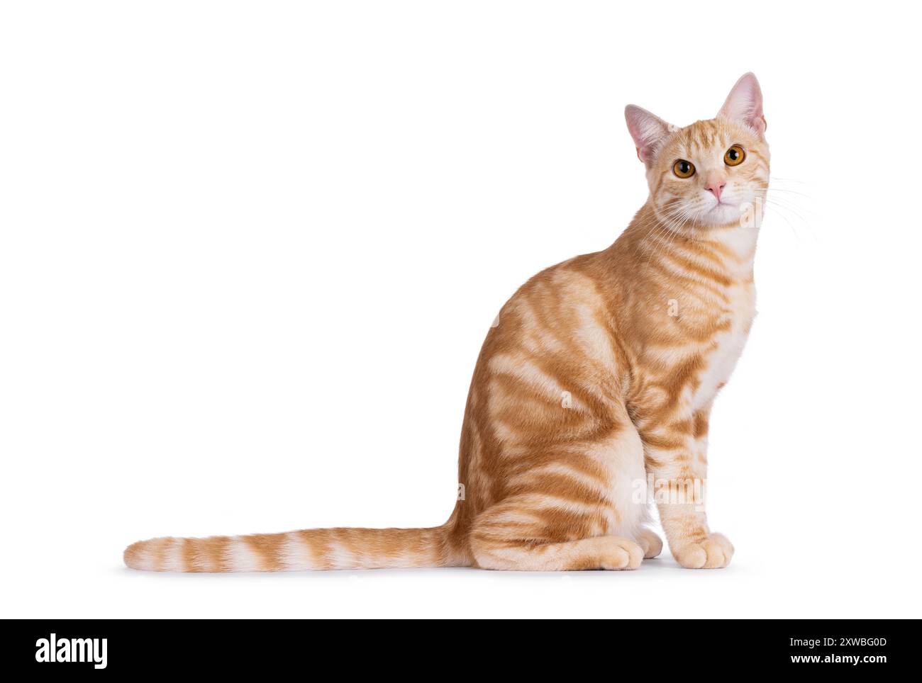 Handsome purebred European Shorthair cat, sitting side ways. Looking ...