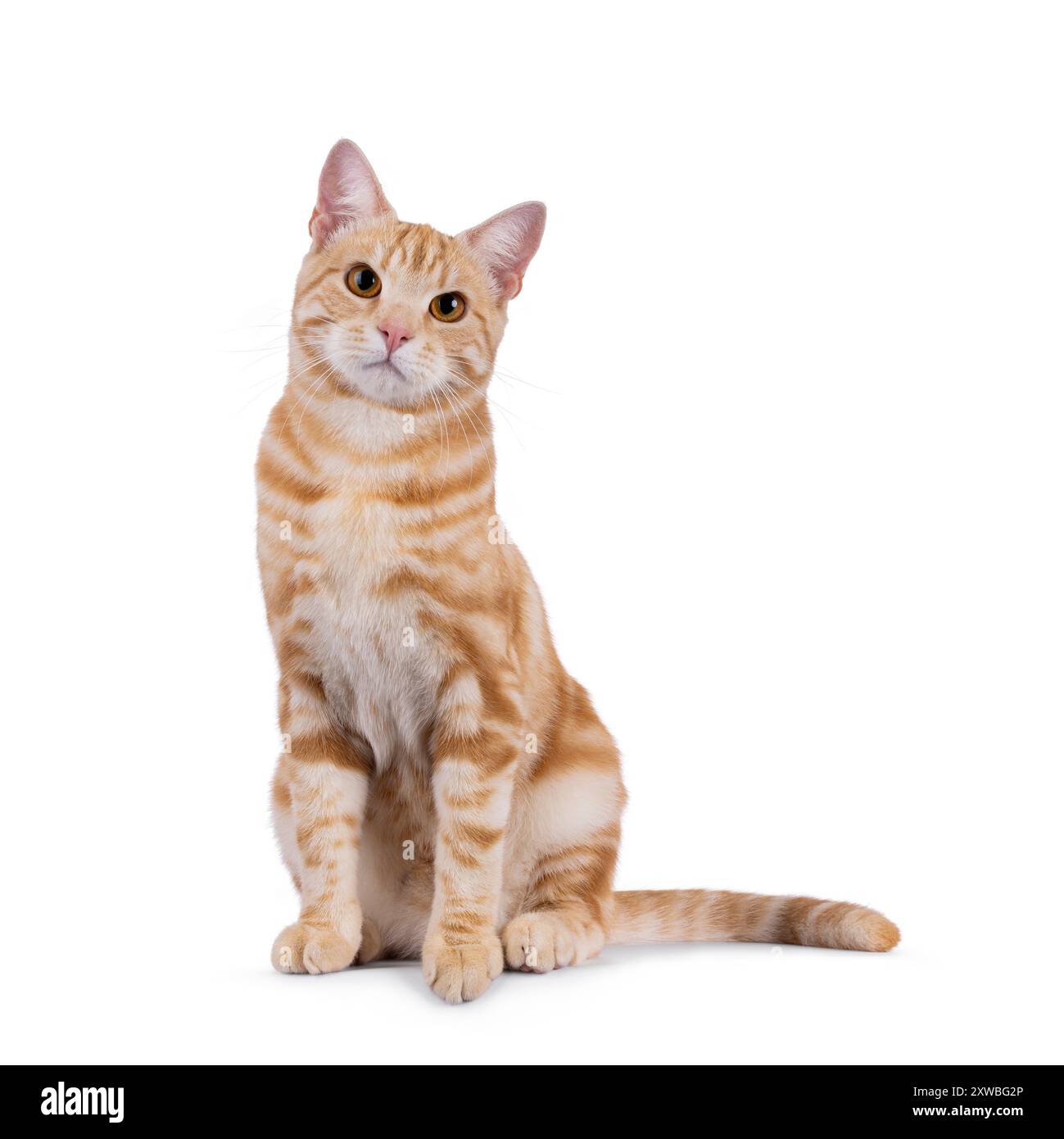 Cat facing ginger hi-res stock photography and images - Alamy