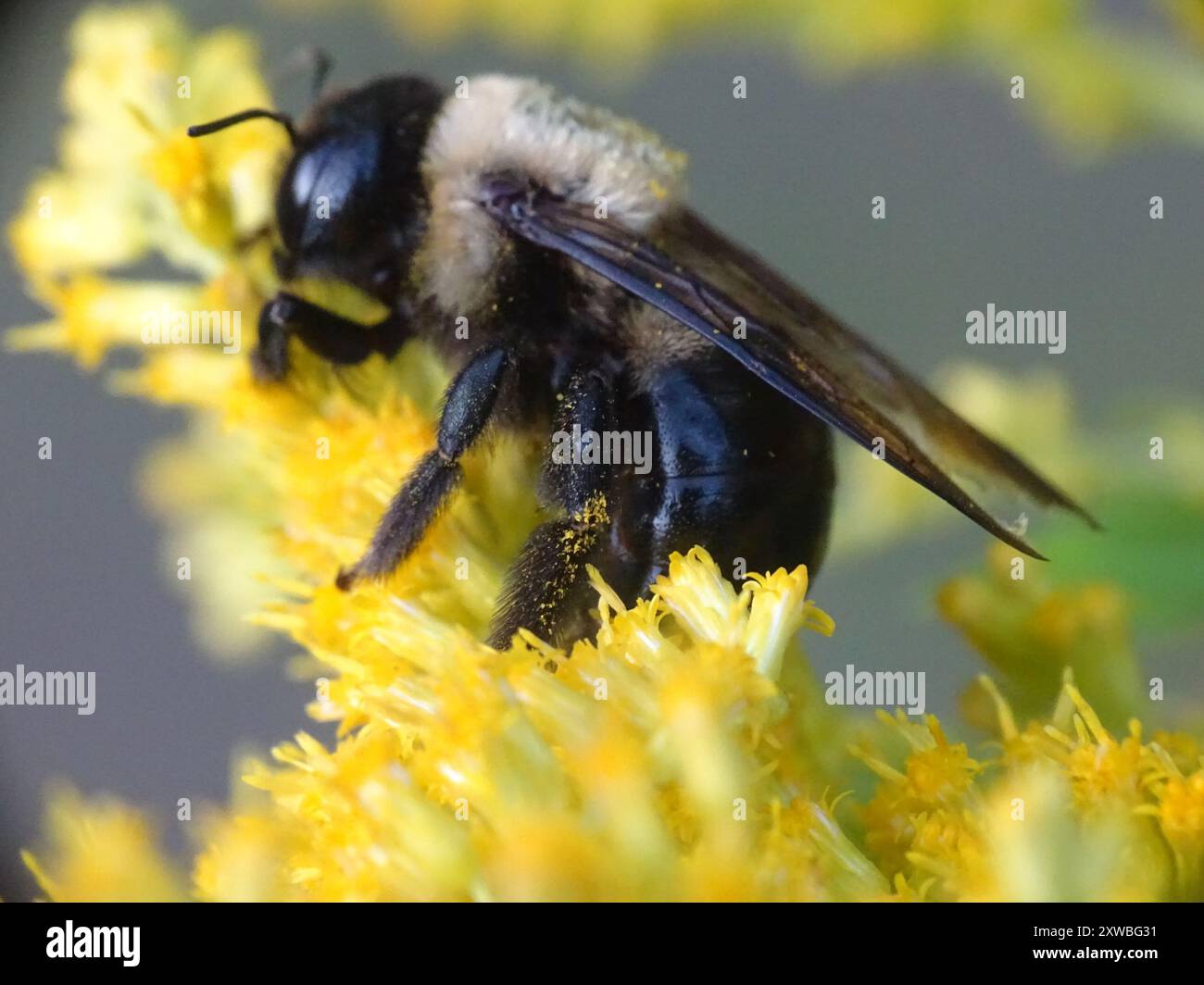 Eastern Carpenter Bee (Xylocopa virginica) Insecta Stock Photo - Alamy