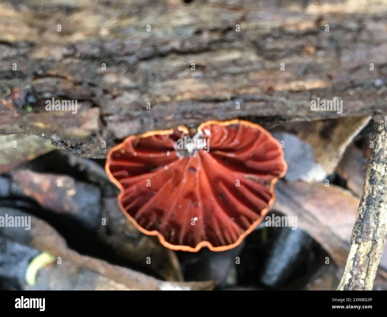 Orange Fan (Anthracophyllum archeri) Fungi Stock Photo - Alamy