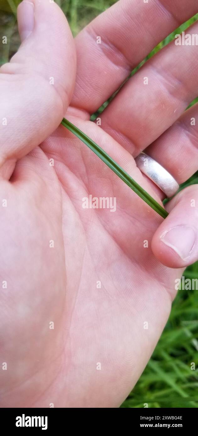 Pinebarren Flatsedge (Cyperus retrorsus) Plantae Stock Photo - Alamy