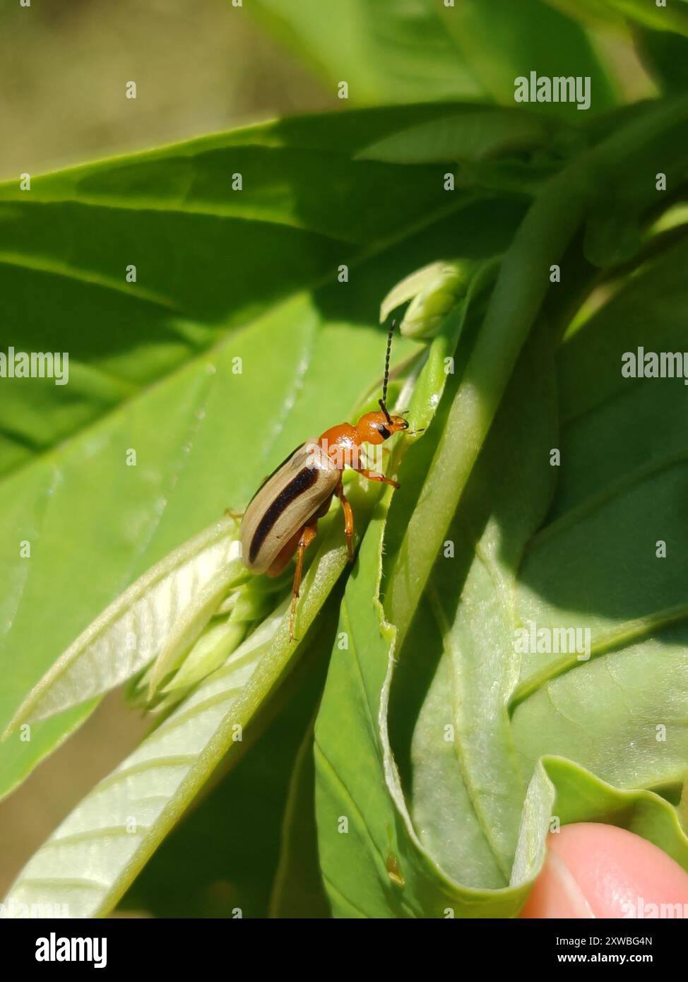 Zonitis hi-res stock photography and images - Alamy