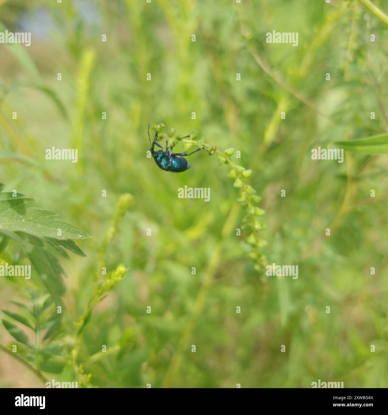 Anchor Stink Bug (Stiretrus anchorago) Insecta Stock Photo - Alamy