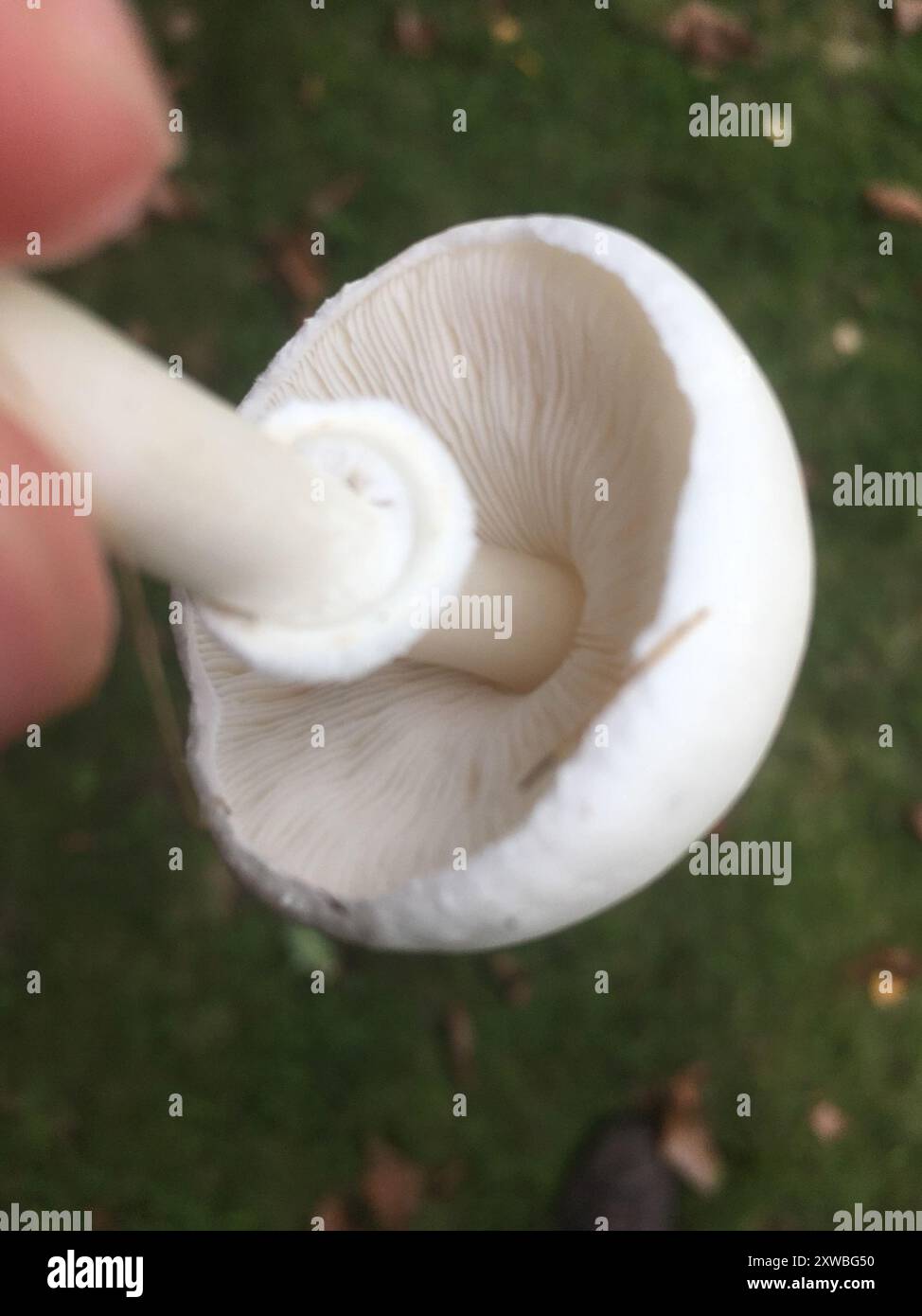 White Dapperling (Leucoagaricus leucothites) Fungi Stock Photo - Alamy