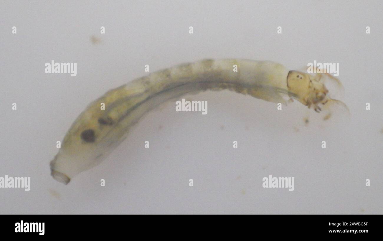 Black Flies (Simuliidae) Insecta Stock Photo - Alamy