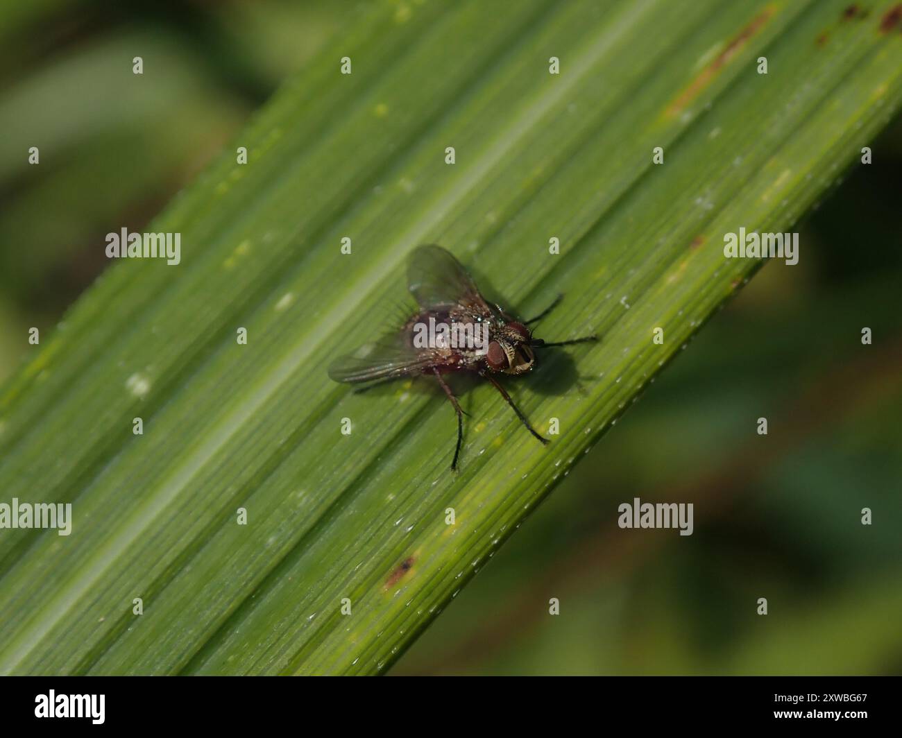 Bristle Flies (Tachinidae) Insecta Stock Photo - Alamy