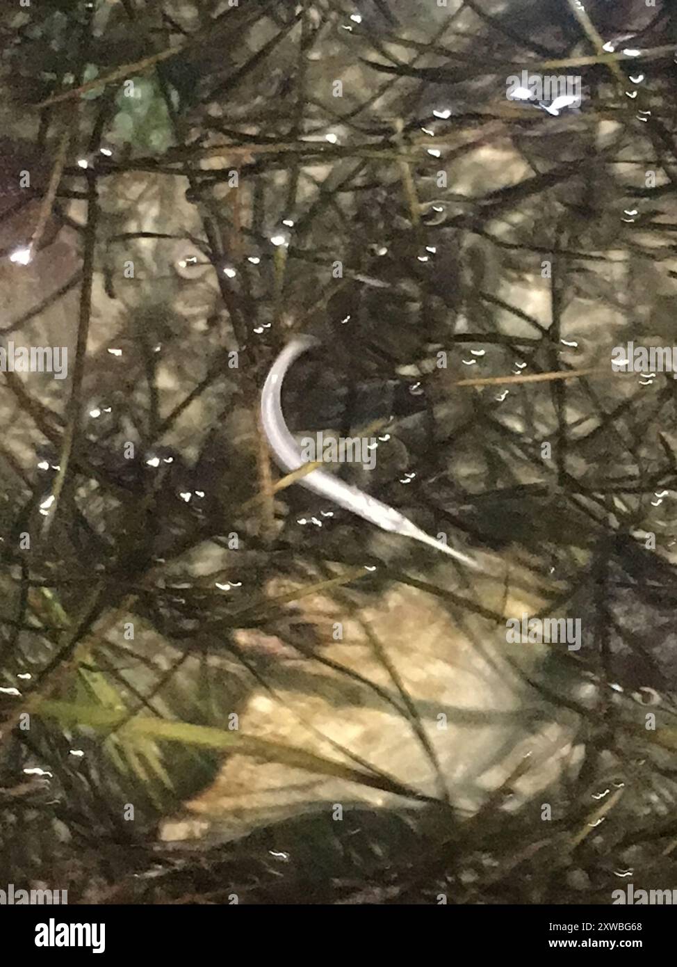 Needlefishes (Belonidae) Actinopterygii Stock Photo - Alamy