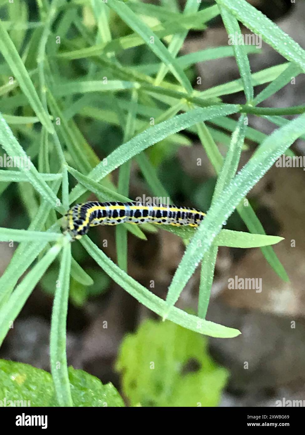 Toadflax Brocade Moth (Calophasia lunula) Insecta Stock Photo - Alamy