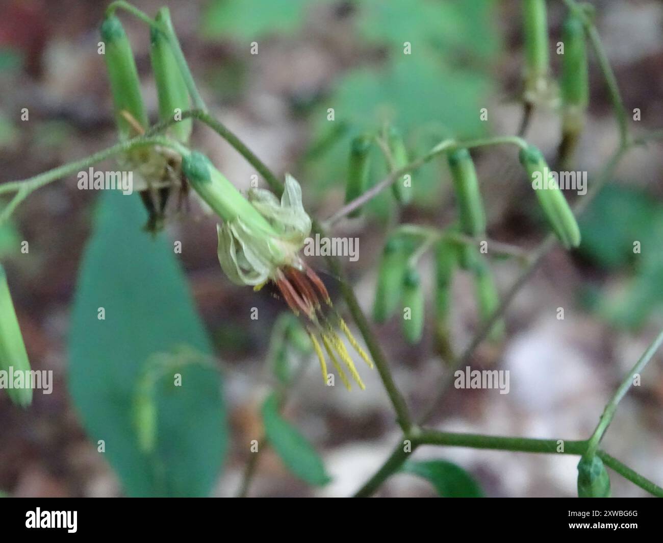 tall rattlesnake root (Nabalus altissimus) Plantae Stock Photo - Alamy