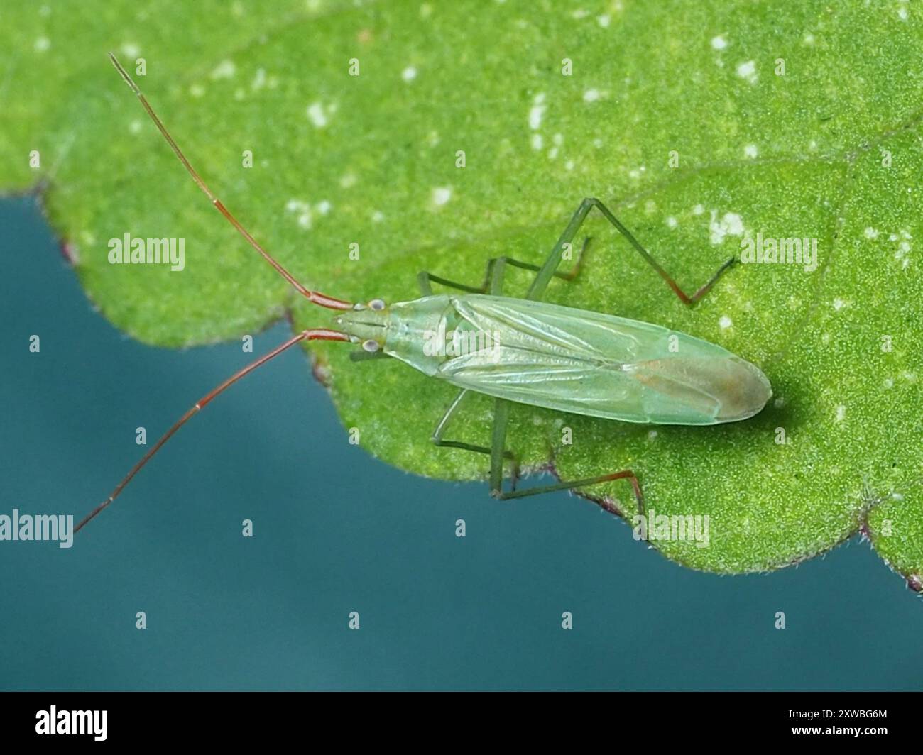 Rice Leaf Bug (Trigonotylus caelestialium) Insecta Stock Photo - Alamy