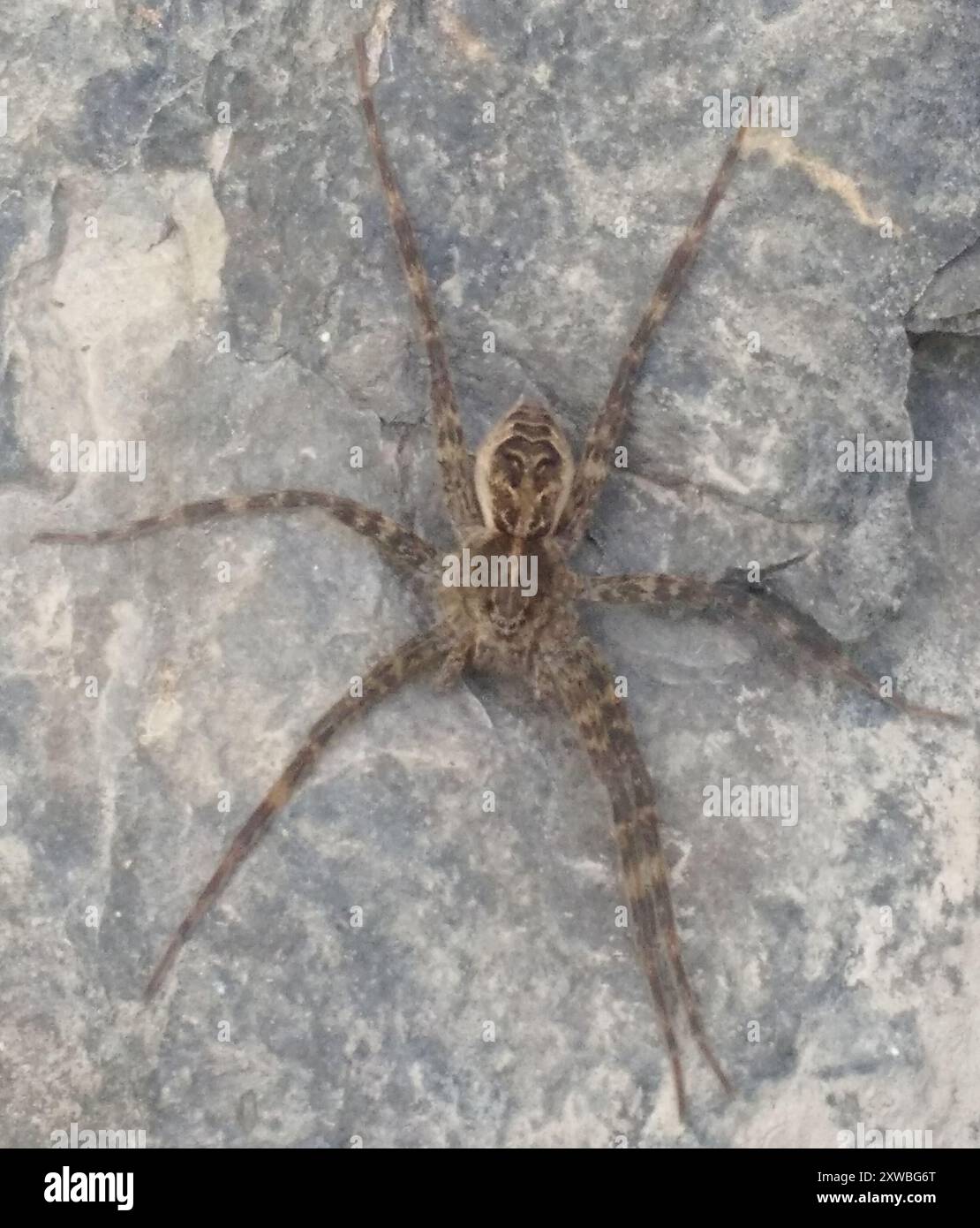 Striped Fishing Spider (Dolomedes scriptus) Arachnida Stock Photo - Alamy