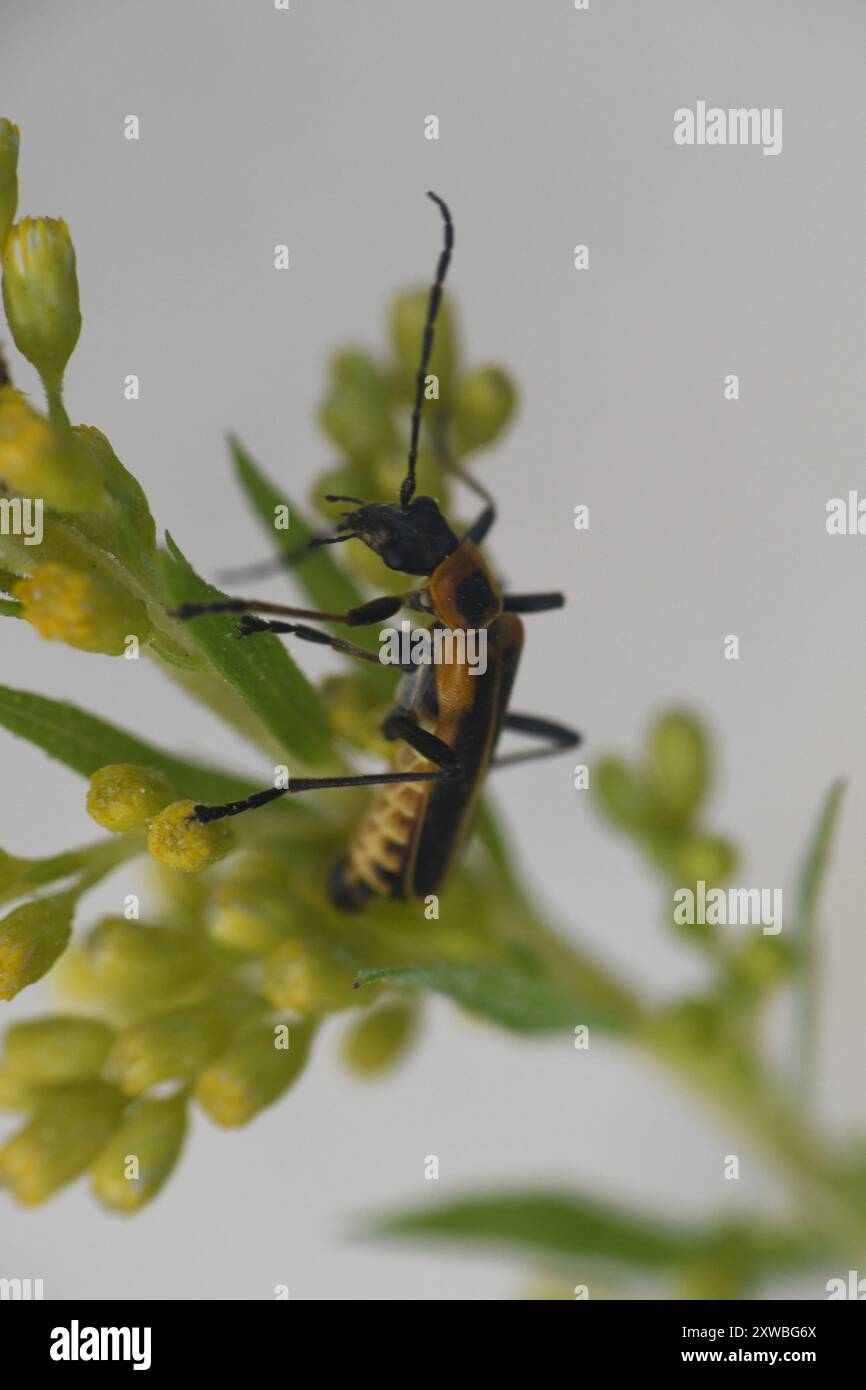 Goldenrod Soldier Beetle (Chauliognathus pensylvanicus) Insecta Stock ...