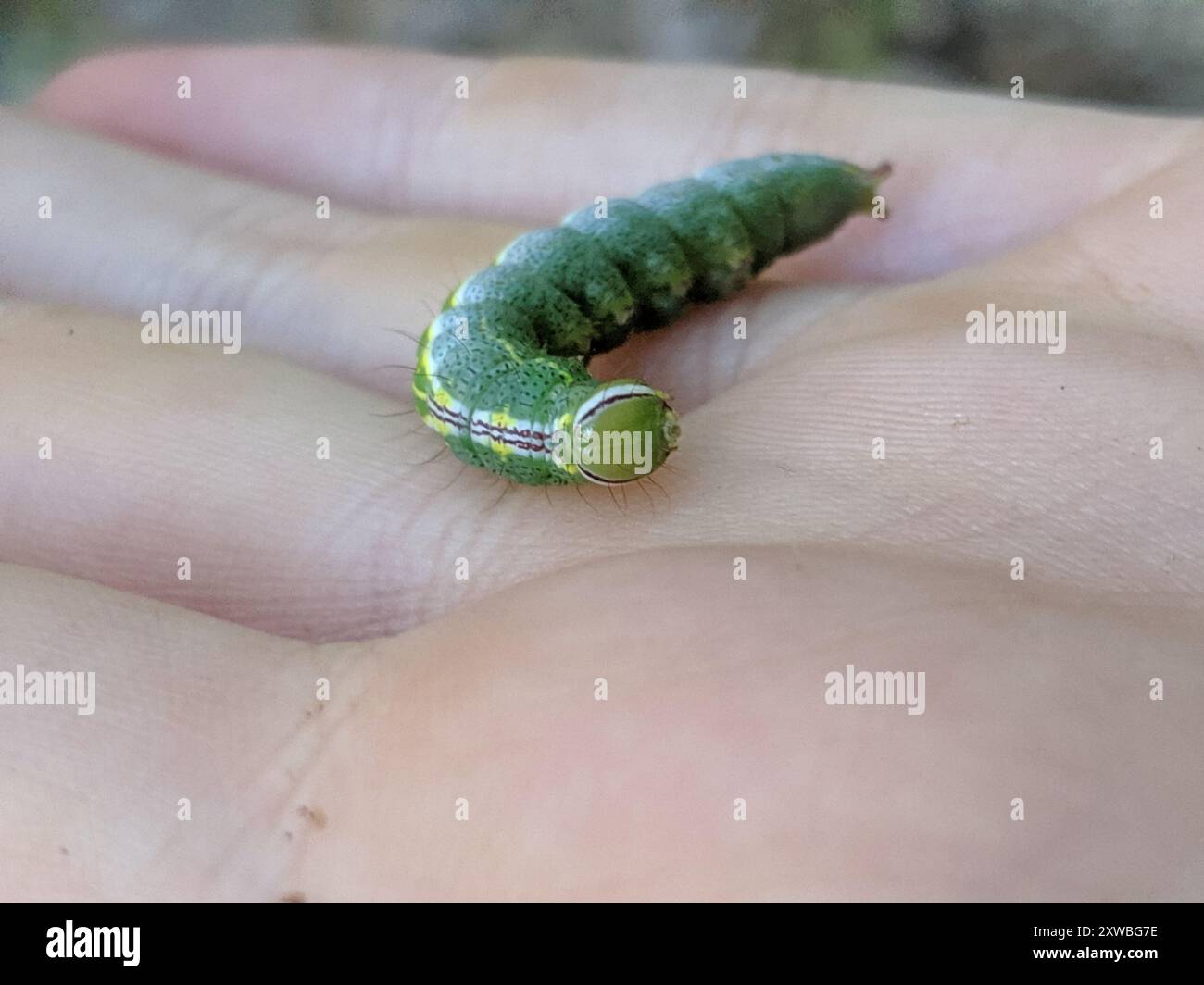 Variable Oakleaf Caterpillar Moth (Lochmaeus manteo) Insecta Stock ...