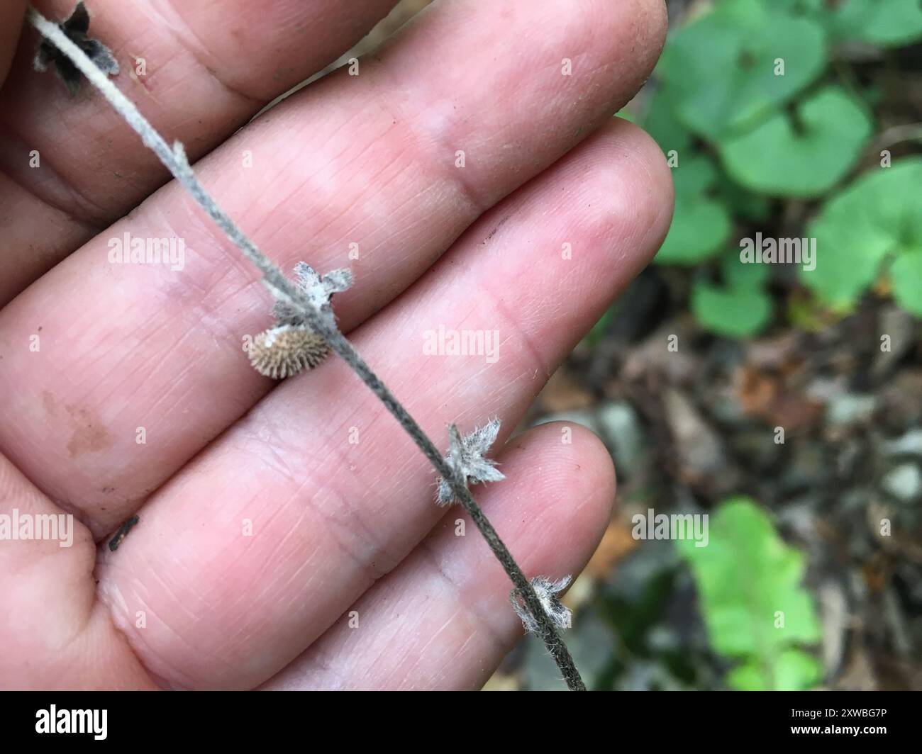 wild comfrey (Andersonglossum virginianum) Plantae Stock Photo - Alamy