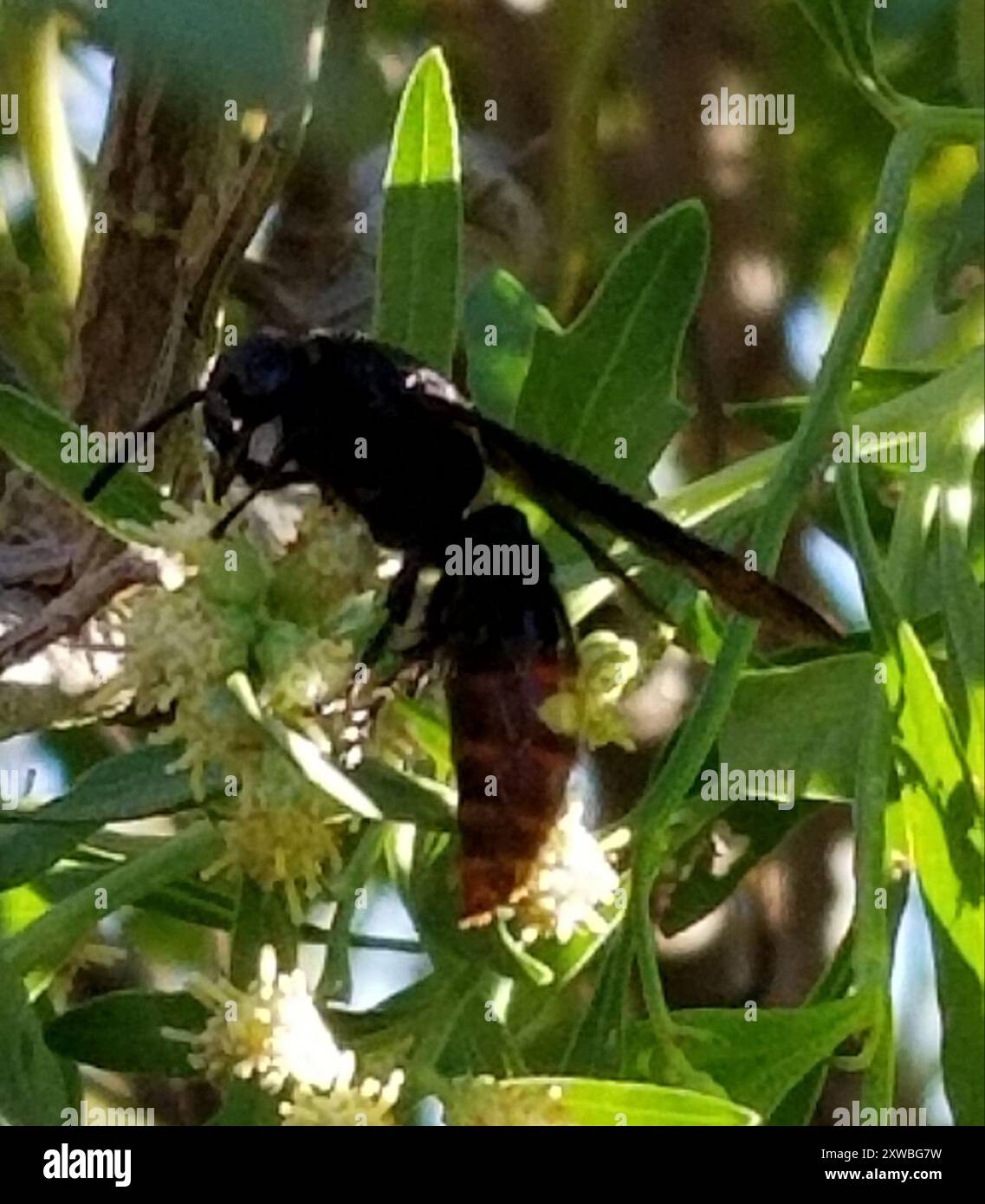 Two-spotted Scoliid Wasp (Scolia dubia dubia) Insecta Stock Photo - Alamy