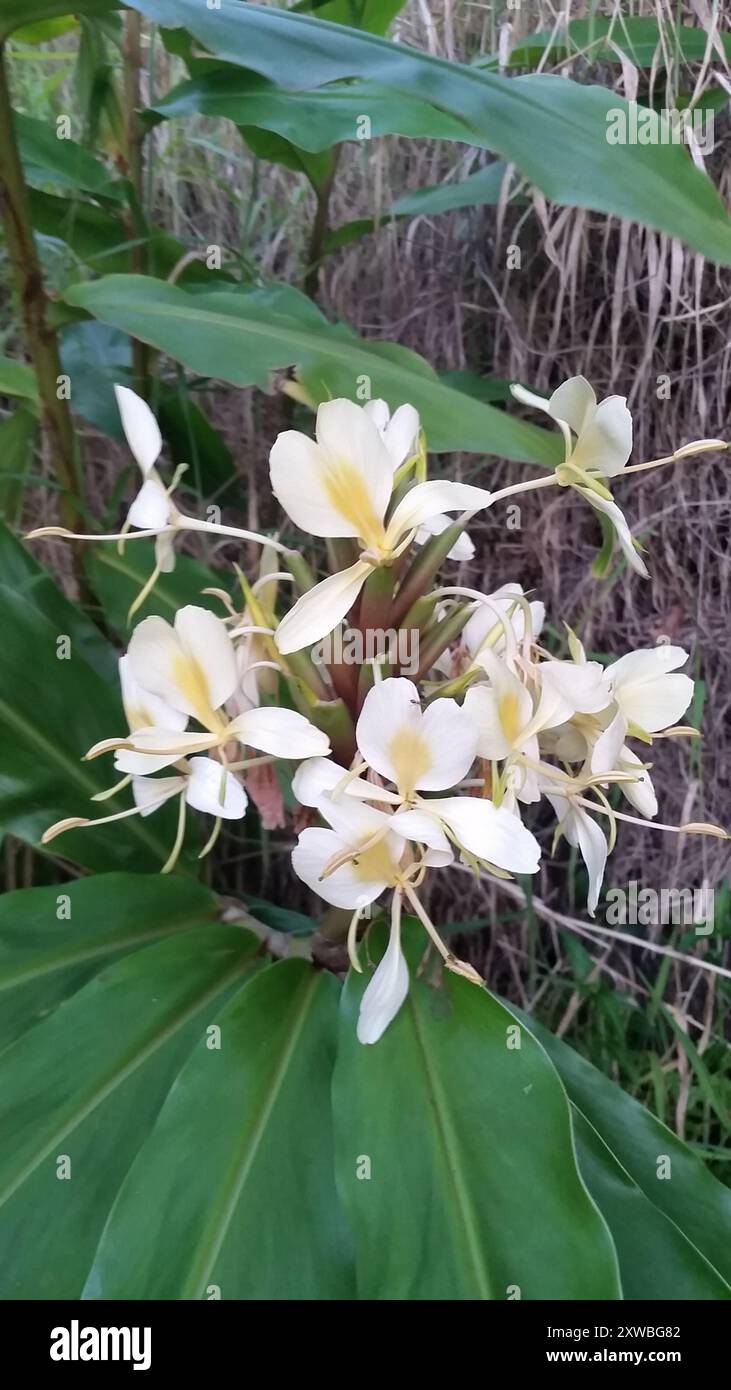 Yellow ginger (Hedychium flavescens) Plantae Stock Photo - Alamy