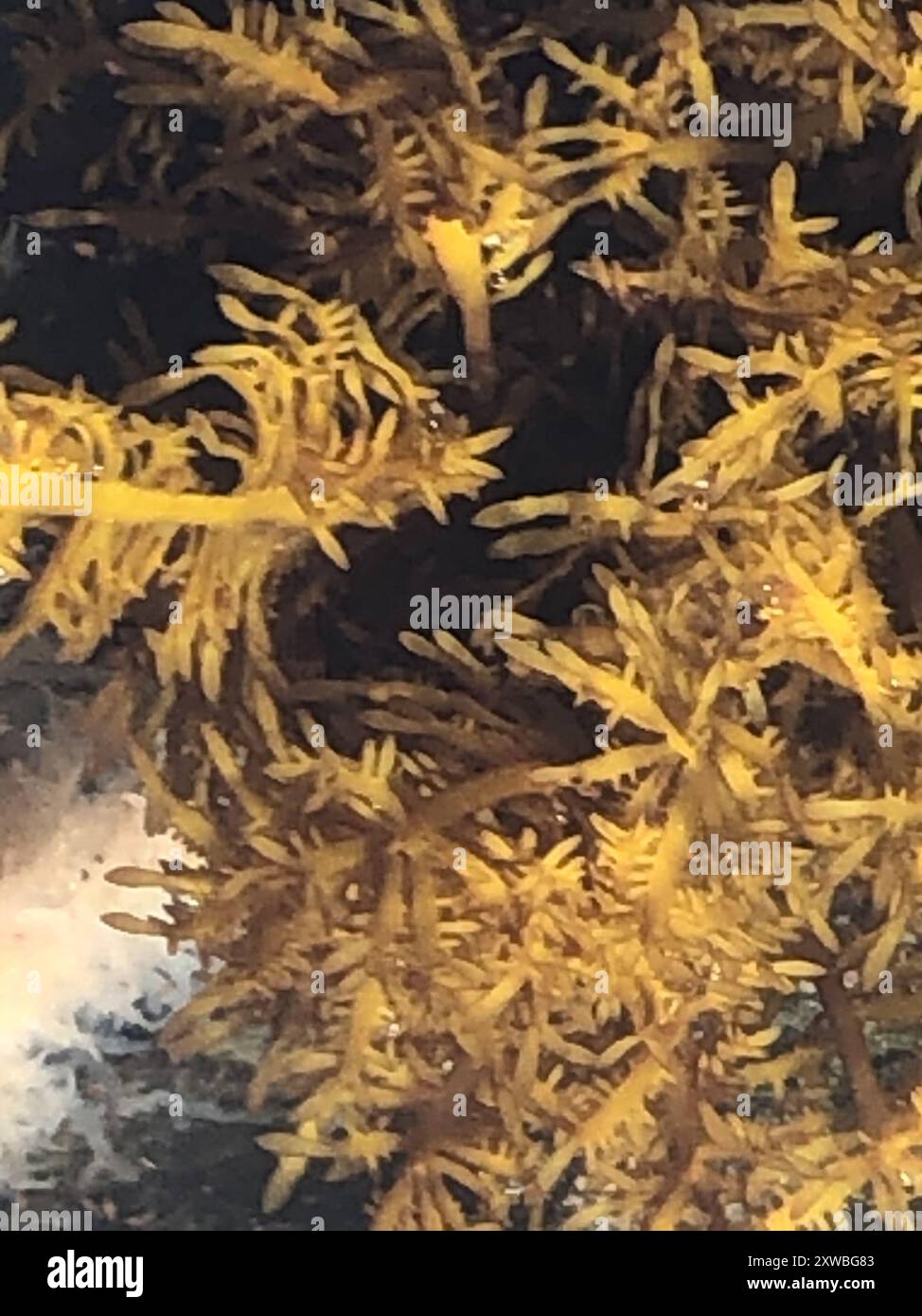 (Prionitis lanceolata) Plantae Stock Photo - Alamy