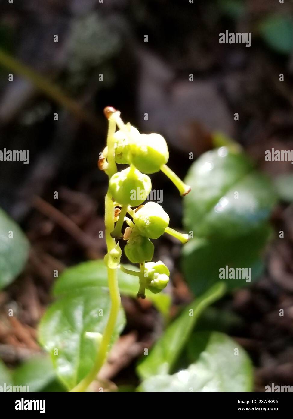 one-sided wintergreen (Orthilia secunda) Plantae Stock Photo - Alamy
