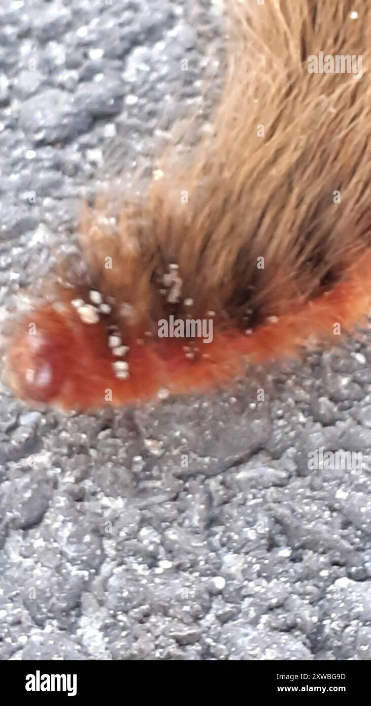 Monkey Moths (Eupterotidae) Insecta Stock Photo - Alamy