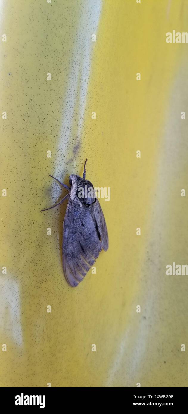 Catalpa Sphinx (Ceratomia catalpae) Insecta Stock Photo - Alamy