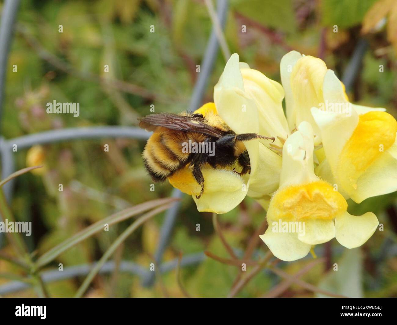 Northern Amber Bumble Bee (Bombus borealis) Insecta Stock Photo - Alamy