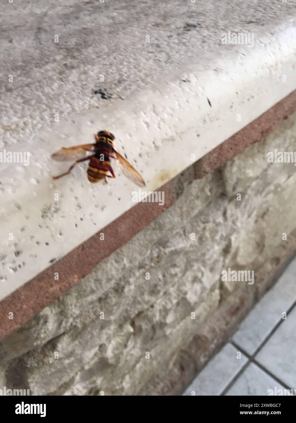 (Milesia crabroniformis) Insecta Stock Photo - Alamy