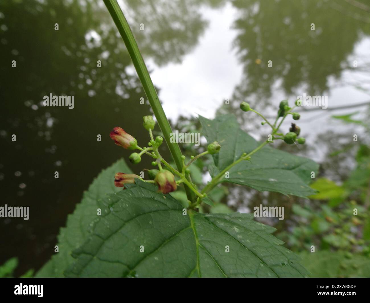 Common Figwort (Scrophularia nodosa) Plantae Stock Photo - Alamy