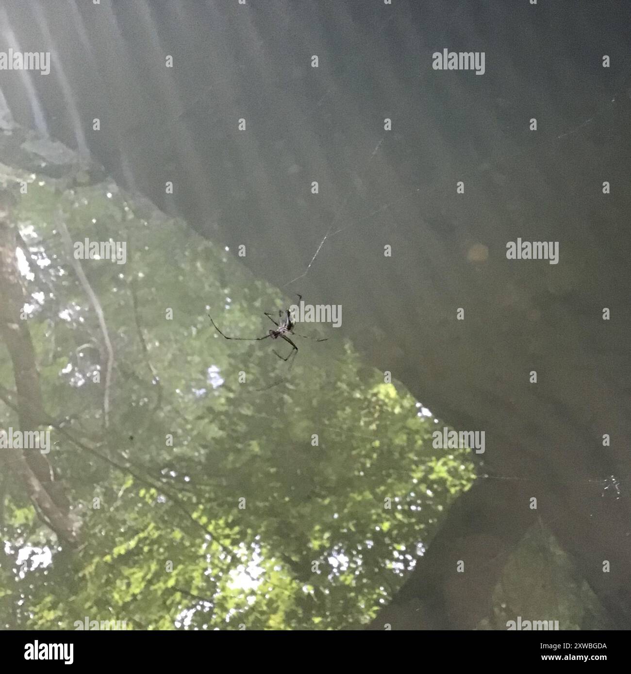 Stretch Spiders (Tetragnatha) Arachnida Stock Photo - Alamy