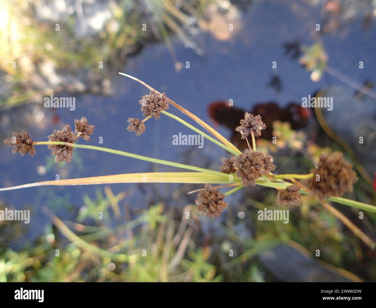 dark green bulrush (Scirpus atrovirens) Plantae Stock Photo - Alamy