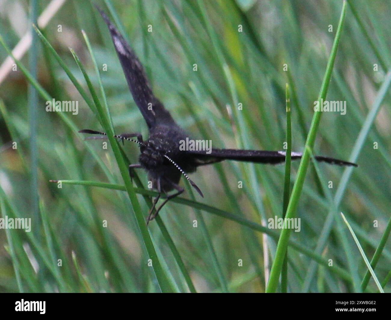 Wild Indigo Duskywing (Erynnis baptisiae) Insecta Stock Photo - Alamy