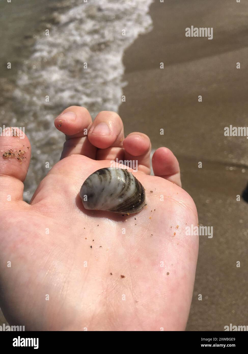 Common Atlantic Slippersnail (Crepidula fornicata) Mollusca Stock Photo ...