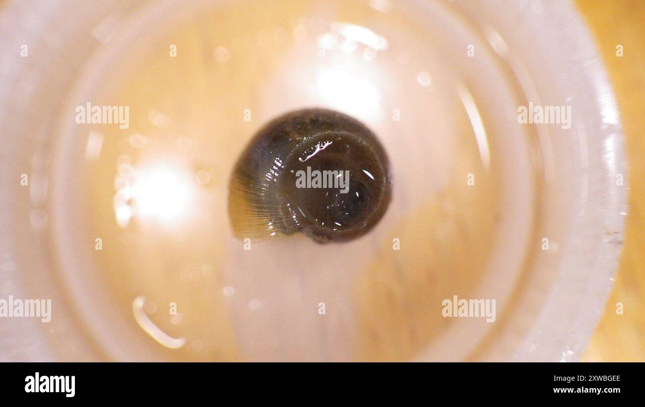 Helisoma hi-res stock photography and images - Alamy