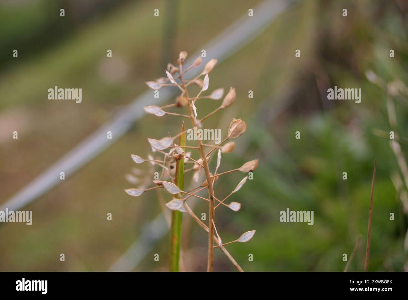 Perfoliate Penny-cress (Noccaea perfoliata) Plantae Stock Photo - Alamy