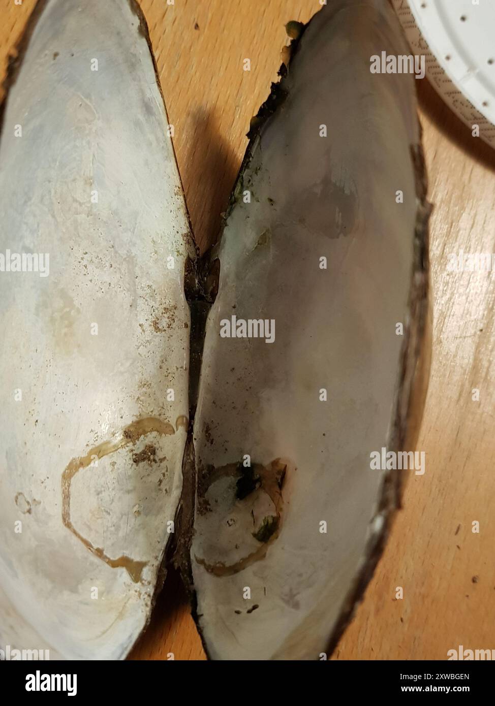 Eastern Floater (Pyganodon cataracta) Mollusca Stock Photo - Alamy