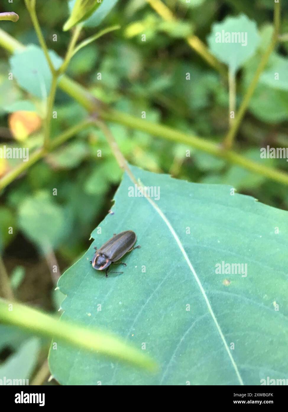 Winter Firefly (Ellychnia corrusca) Insecta Stock Photo - Alamy