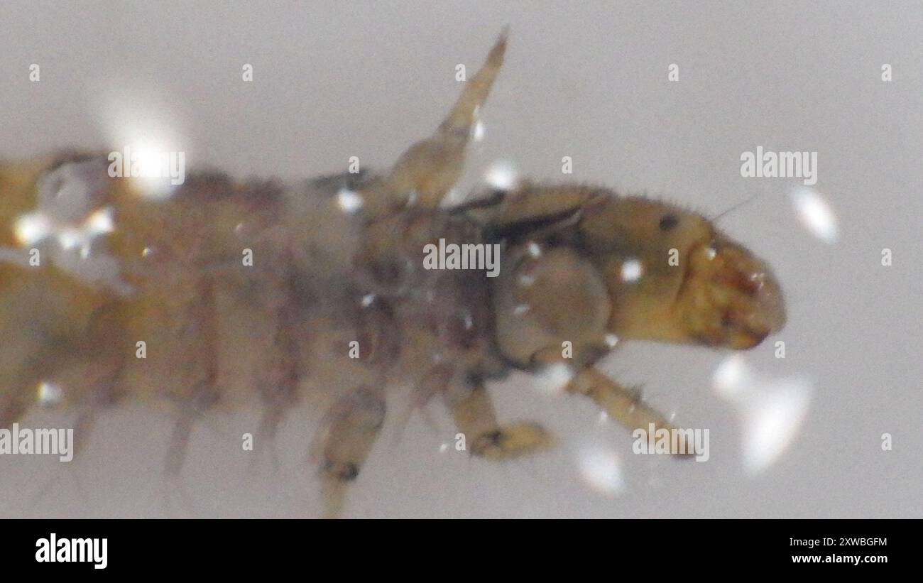 Net-spinning Caddisflies (Hydropsychidae) Insecta Stock Photo - Alamy