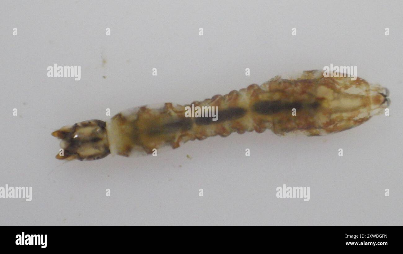 Black Flies (Simuliidae) Insecta Stock Photo - Alamy