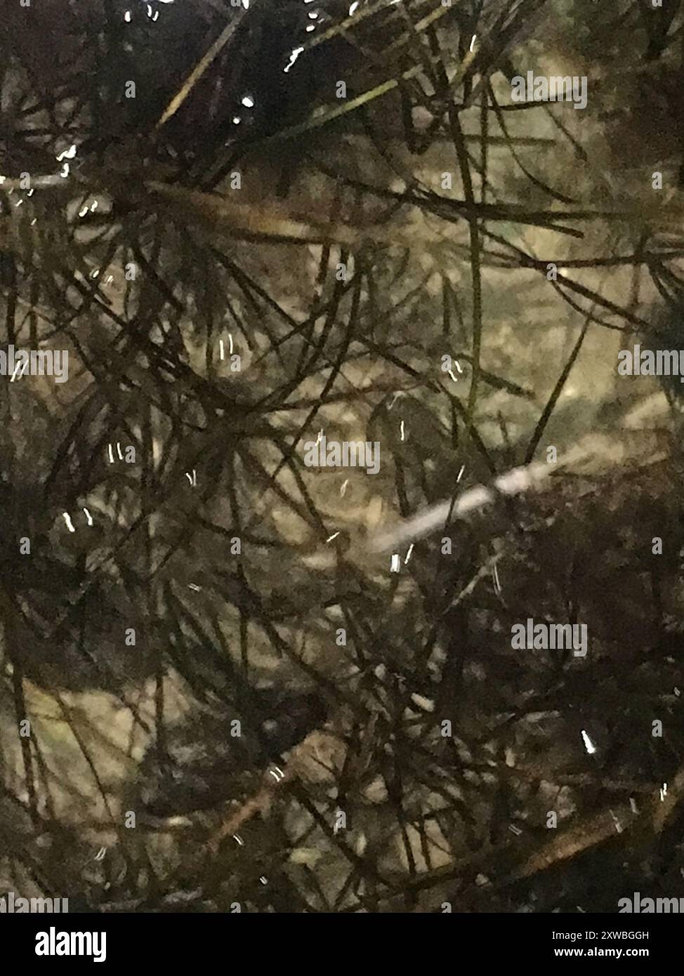 Needlefishes (Belonidae) Actinopterygii Stock Photo - Alamy